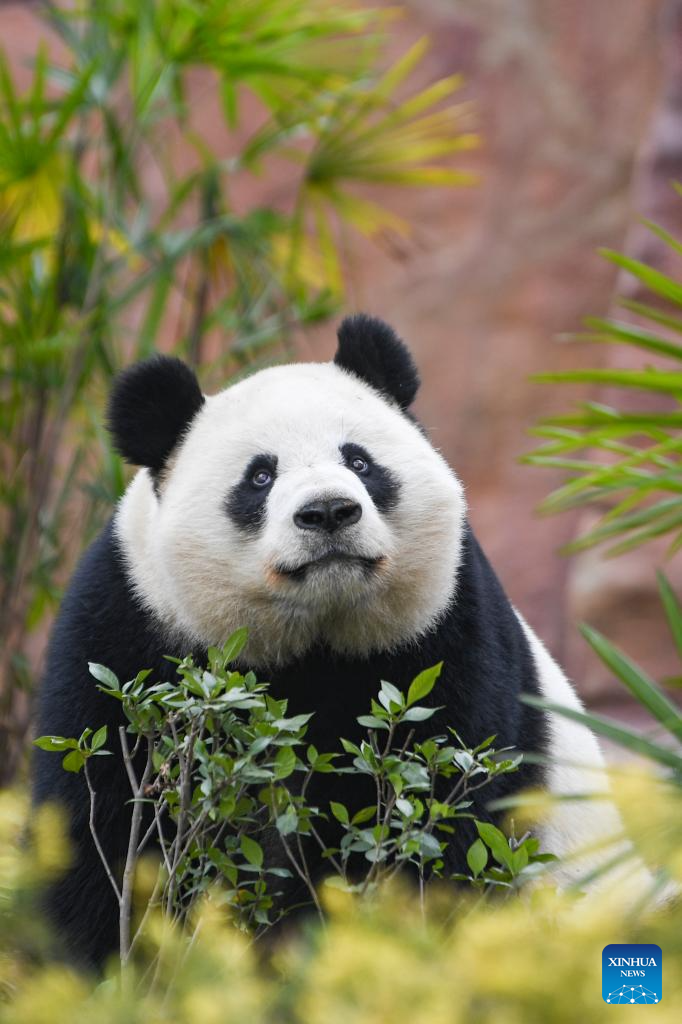 4 giant pandas transferred to animal theme park in Chongqing-Xinhua