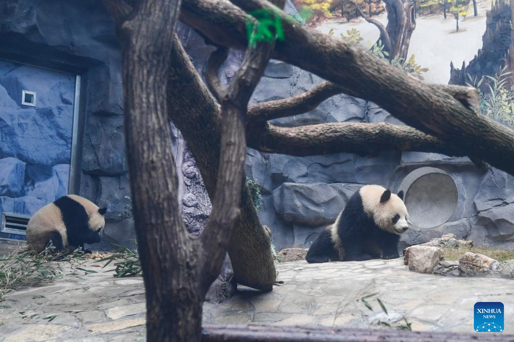 4 giant pandas transferred to animal theme park in Chongqing-Xinhua