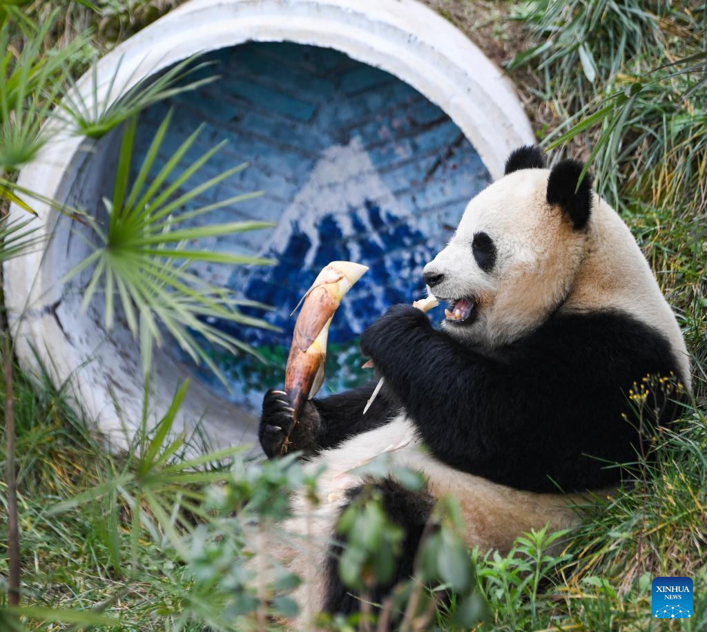 4 giant pandas transferred to animal theme park in Chongqing-Xinhua