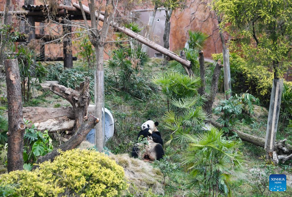 4 giant pandas transferred to animal theme park in Chongqing-Xinhua