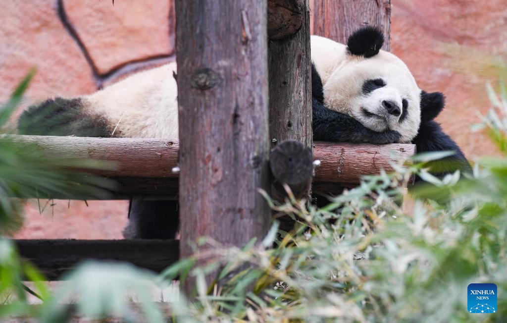 4 giant pandas meet public at Locajoy animal theme park in Chongqing-Xinhua