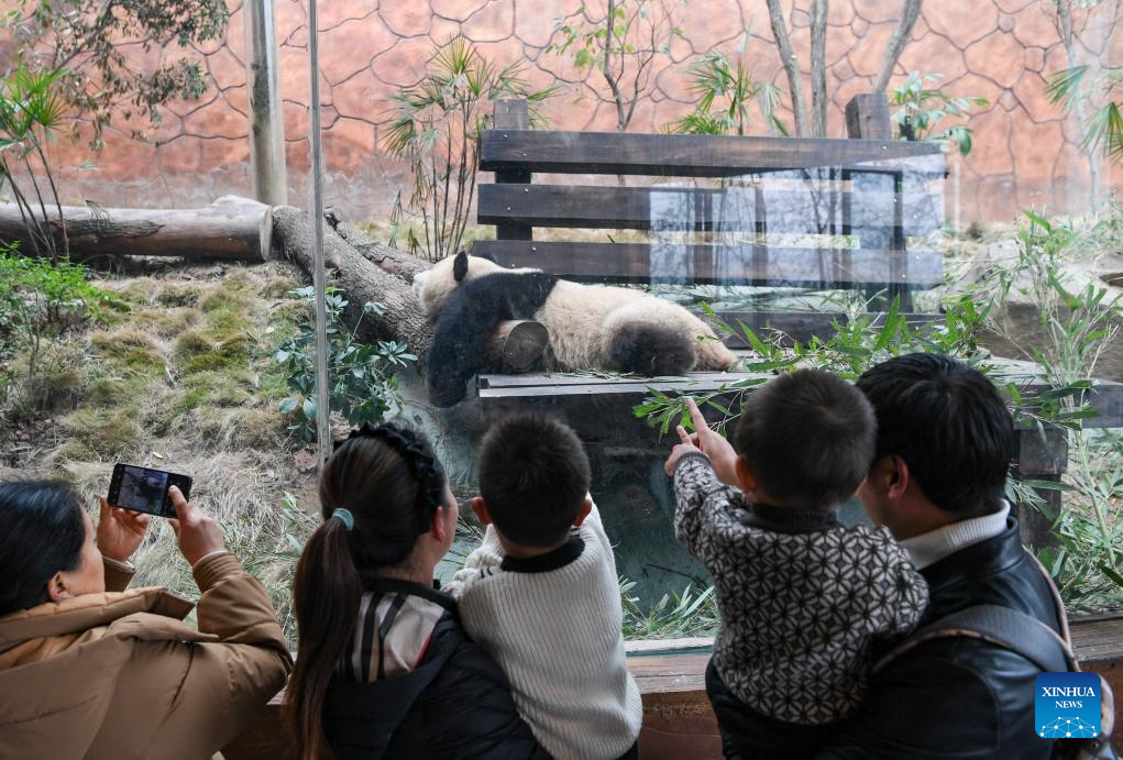 4 giant pandas meet public at Locajoy animal theme park in Chongqing-Xinhua