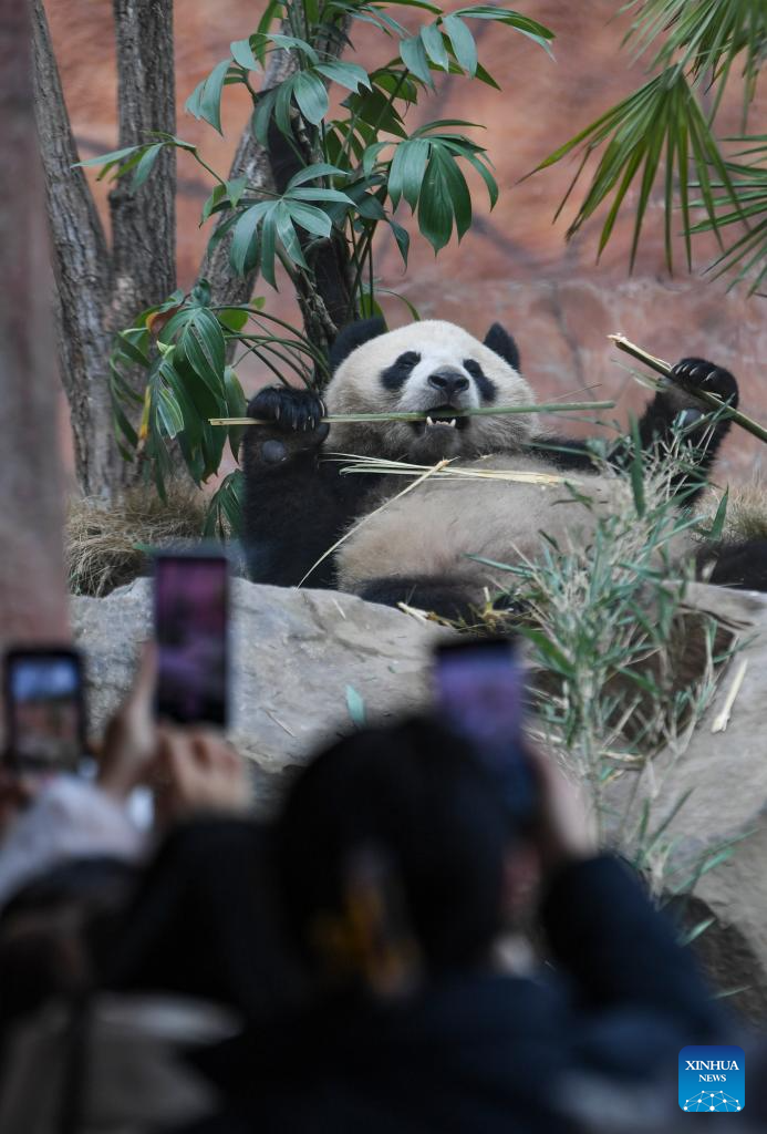 4 giant pandas meet public at Locajoy animal theme park in Chongqing-Xinhua