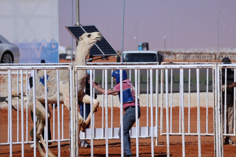 Mideast in Pictures: Saudi Arabia's feast for camel lovers!-Xinhua