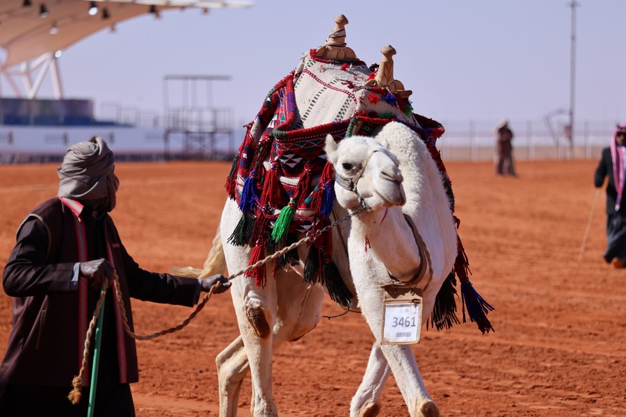 Mideast in Pictures: Saudi Arabia's feast for camel lovers!-Xinhua
