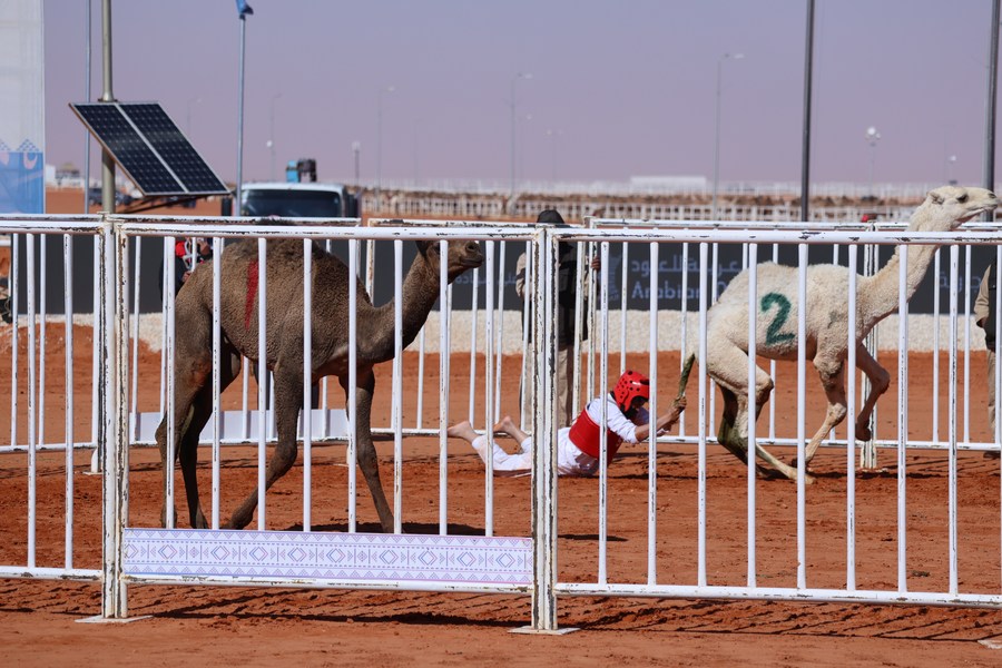 Mideast in Pictures: Saudi Arabia's feast for camel lovers!-Xinhua