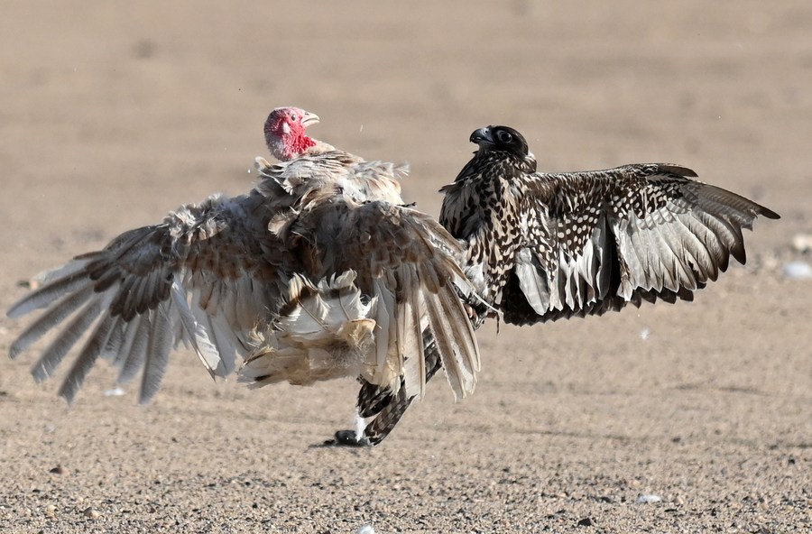 Mideast in Pictures: Falcon hunting show in Kuwaiti desert-Xinhua