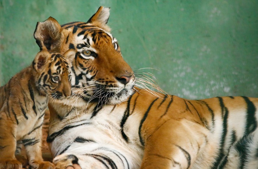 Asia Album: Mumbai Zoo welcomes baby tiger, cute penguins-Xinhua