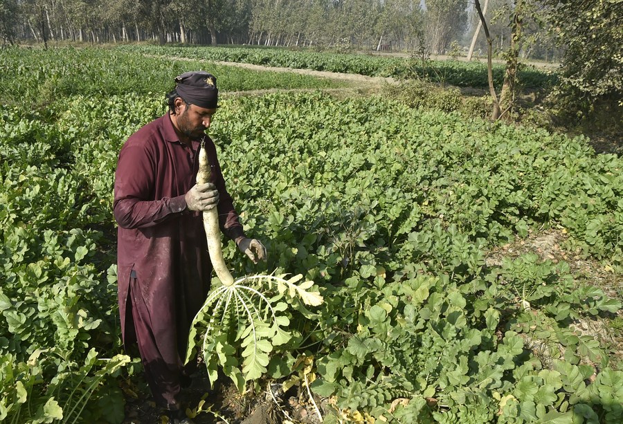 Asia Album: Farmers harvest radishes in Pakistan's Peshawar-Xinhua