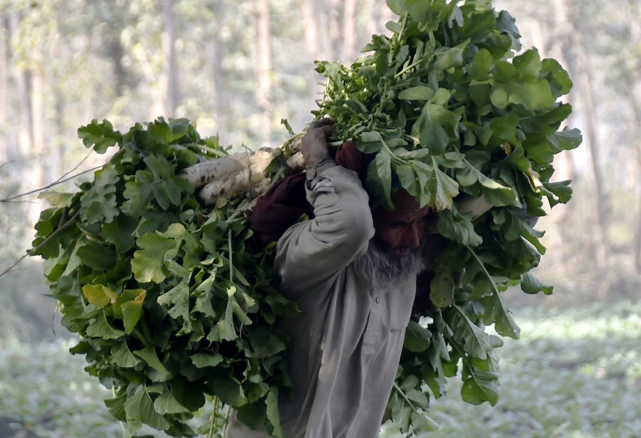Asia Album: Farmers harvest radishes in Pakistan's Peshawar-Xinhua