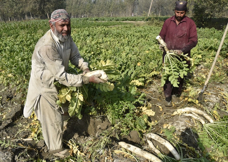 Asia Album: Farmers harvest radishes in Pakistan's Peshawar-Xinhua