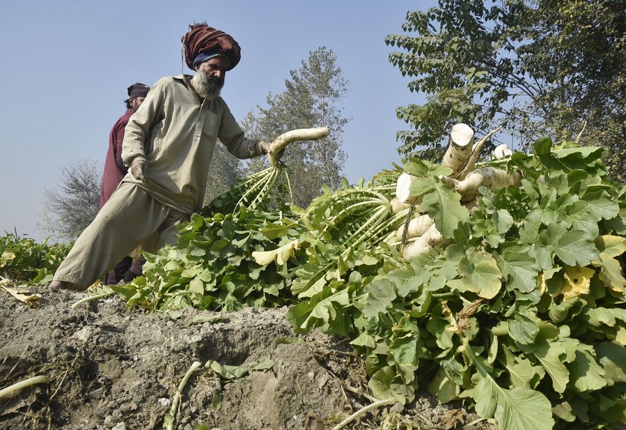 Asia Album: Farmers harvest radishes in Pakistan's Peshawar-Xinhua
