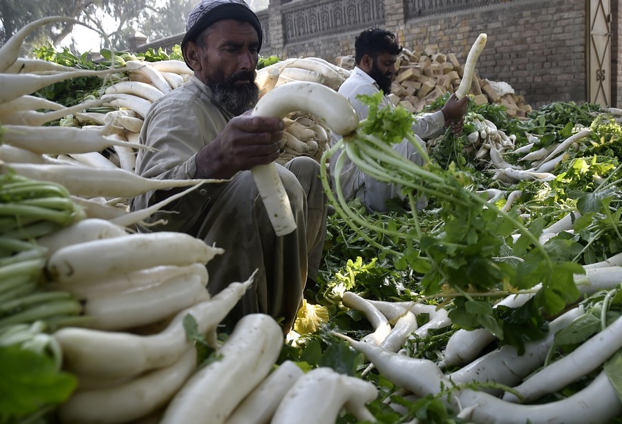 Asia Album: Farmers harvest radishes in Pakistan's Peshawar-Xinhua