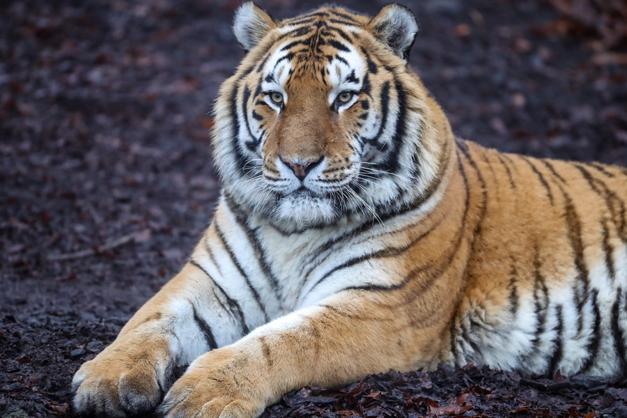 Year of Tiger: A glimpse of tigers at Belgian zoo-Xinhua