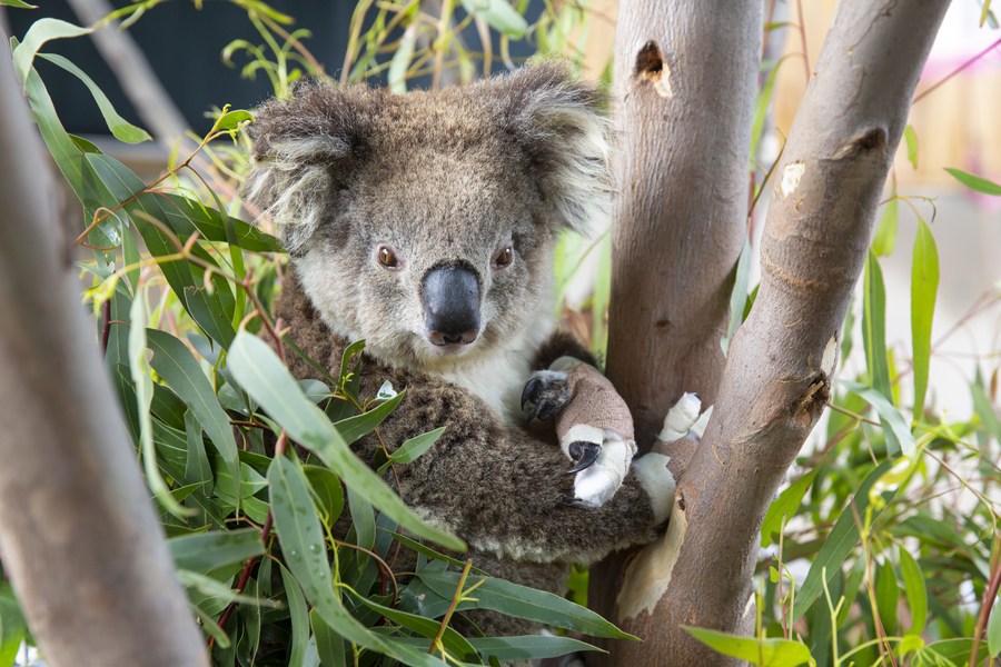 Australia triples funding for koala conservation-Xinhua