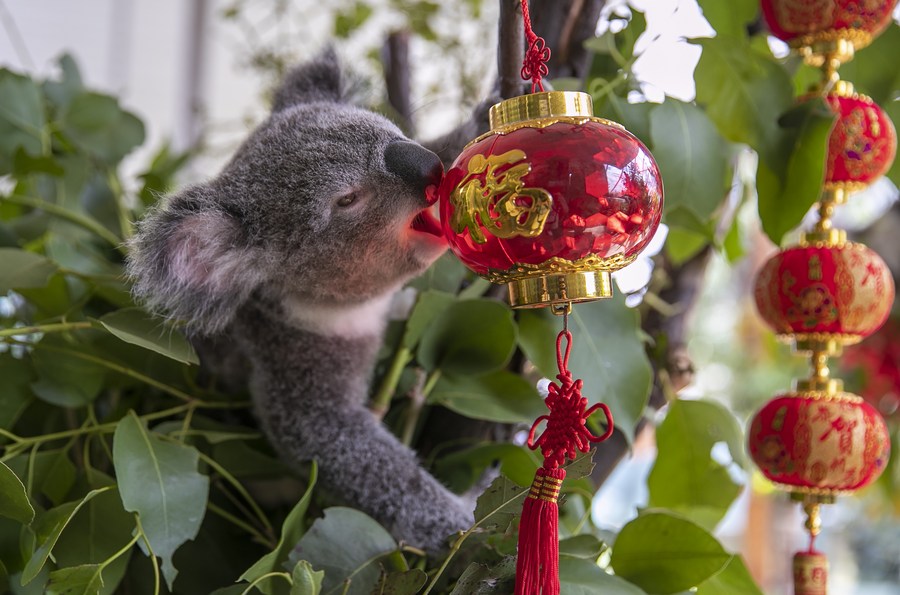 Australia triples funding for koala conservation-Xinhua