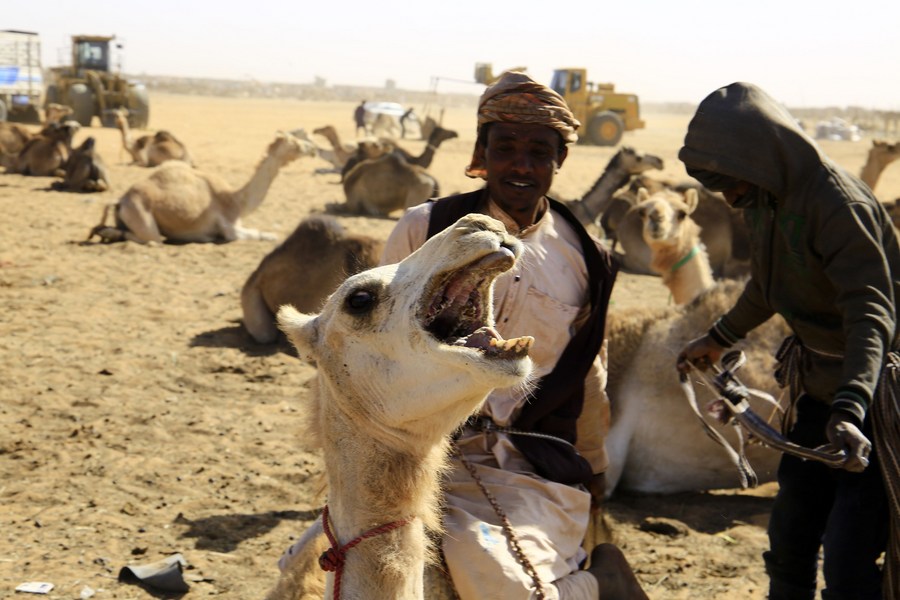 Mideast in Pictures: Transferring camels is challenging! -Xinhua