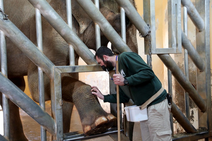 Mideast in Pictures: Physical exams for elephants!-Xinhua