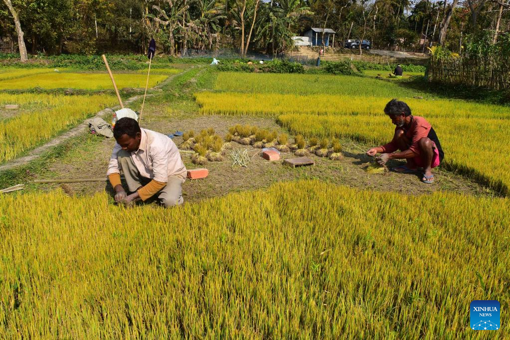 Farmers busy working at paddy field in Assam, India-Xinhua