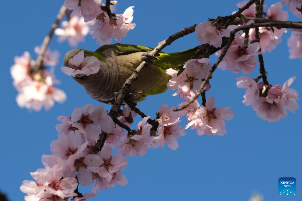 People enjoy spring blooms in Madrid-Xinhua
