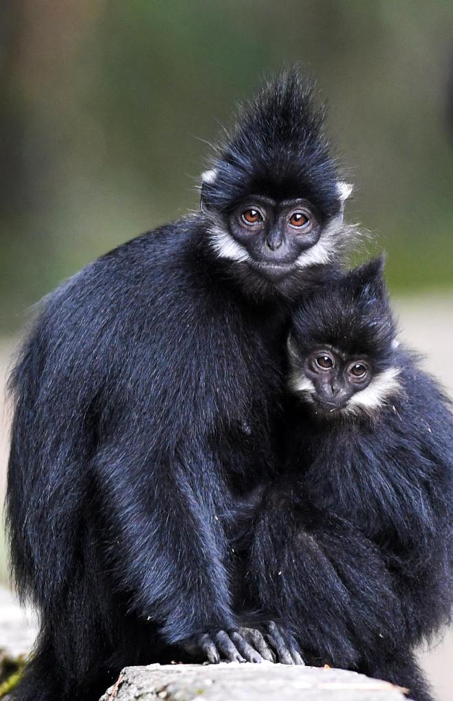 Newly-born Francois' leaf monkeys in SW China-Xinhua