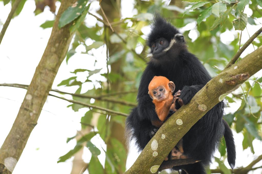 Newly-born Francois' leaf monkeys in SW China-Xinhua