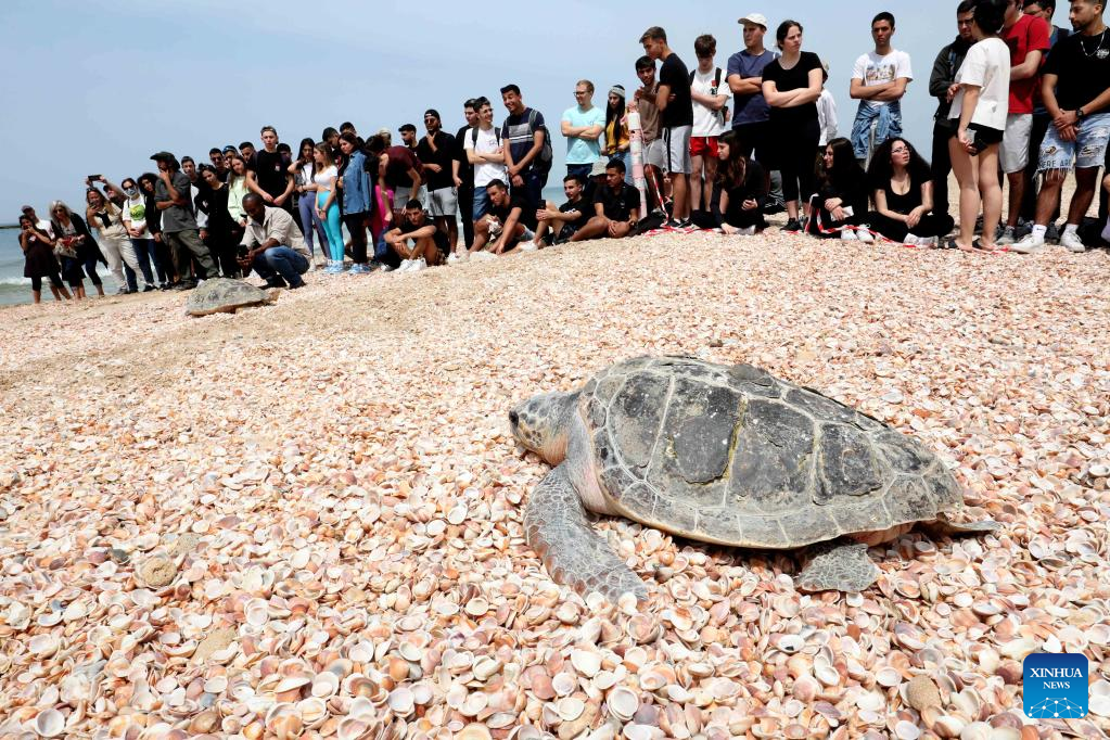 Two loggerhead female turtles released into Mediterranean after ...