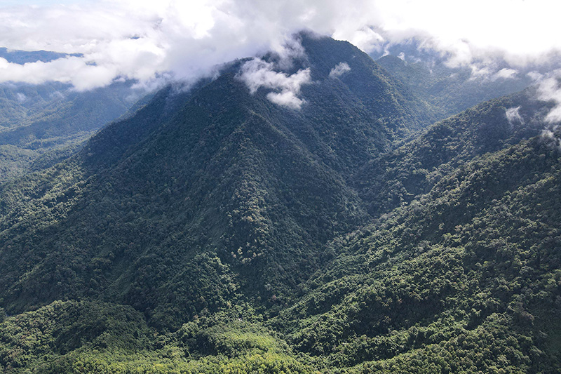 InPics: Biodiversity at Wuzhishan section of Hainan Tropical Rainforest ...