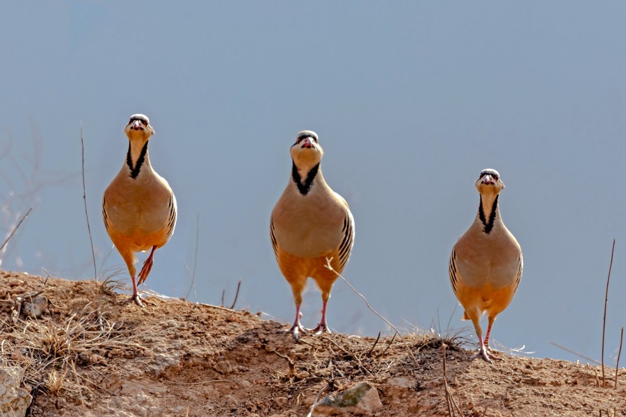 Pakistani national bird thriving again in China's Shanxi-Xinhua