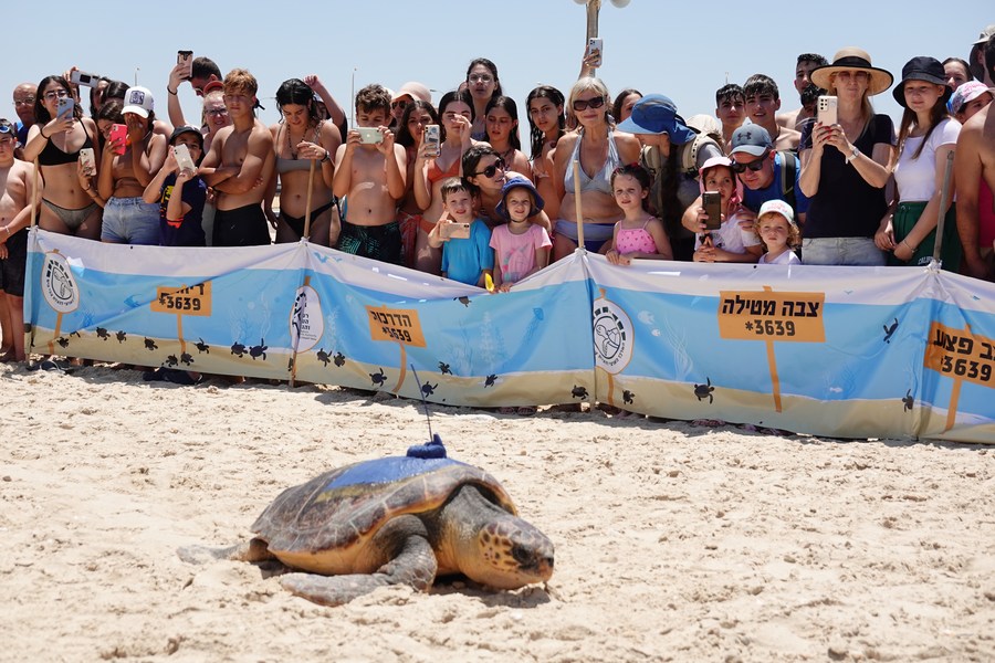 Mideast in Pictures: A visit to Israeli Sea Turtle Rescue Center-Xinhua