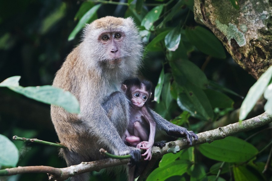 Asia Album: A glimpse of macaques in Singapore's nature park-Xinhua