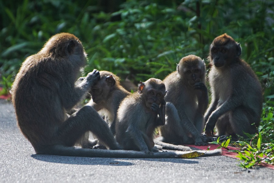 Asia Album: A glimpse of macaques in Singapore's nature park-Xinhua