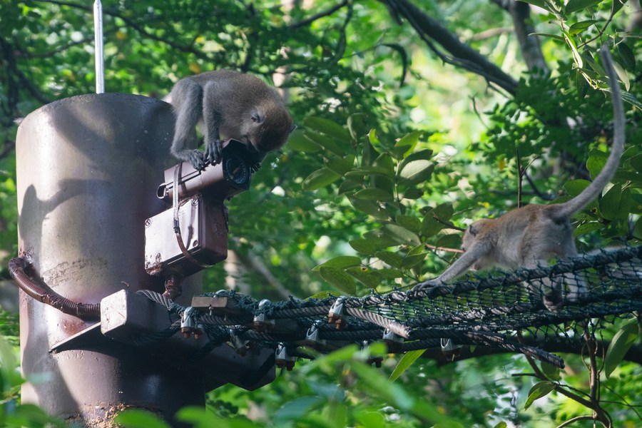 Asia Album: A glimpse of macaques in Singapore's nature park-Xinhua