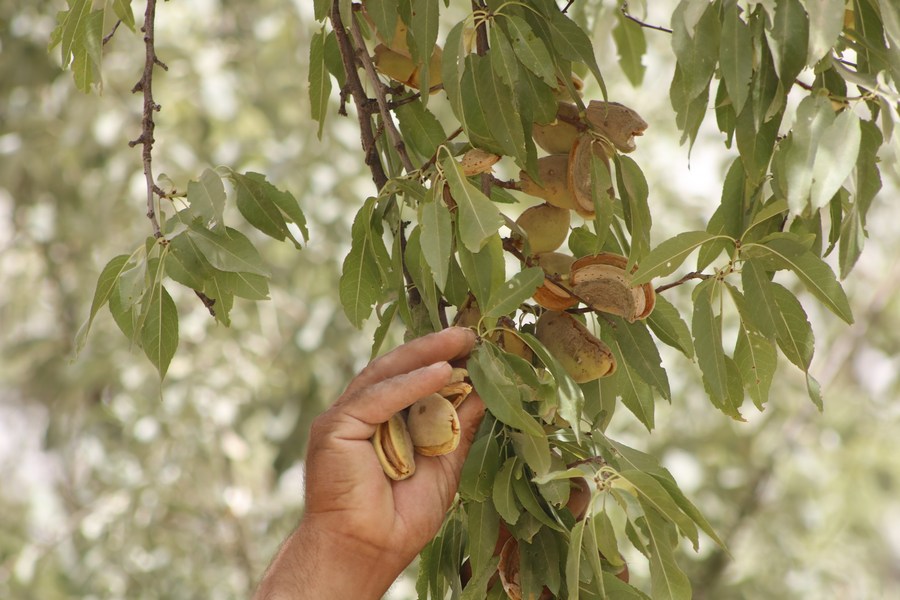 Asia Album: Afghan farmers harvest almonds, figs-Xinhua