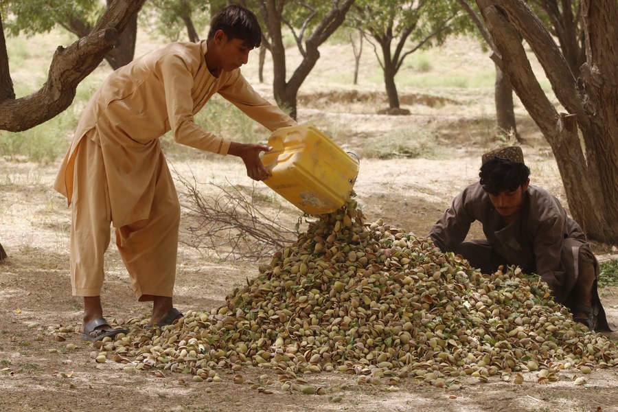 Asia Album: Afghan farmers harvest almonds, figs-Xinhua