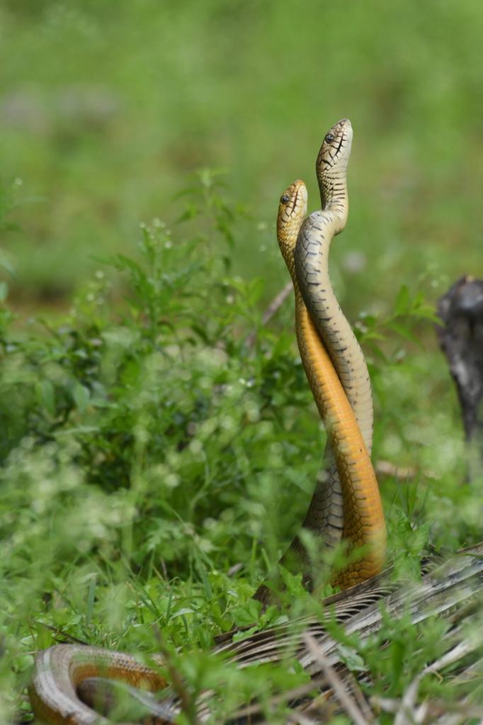 Asia Album: Two male rat snakes in combat dance in India-Xinhua
