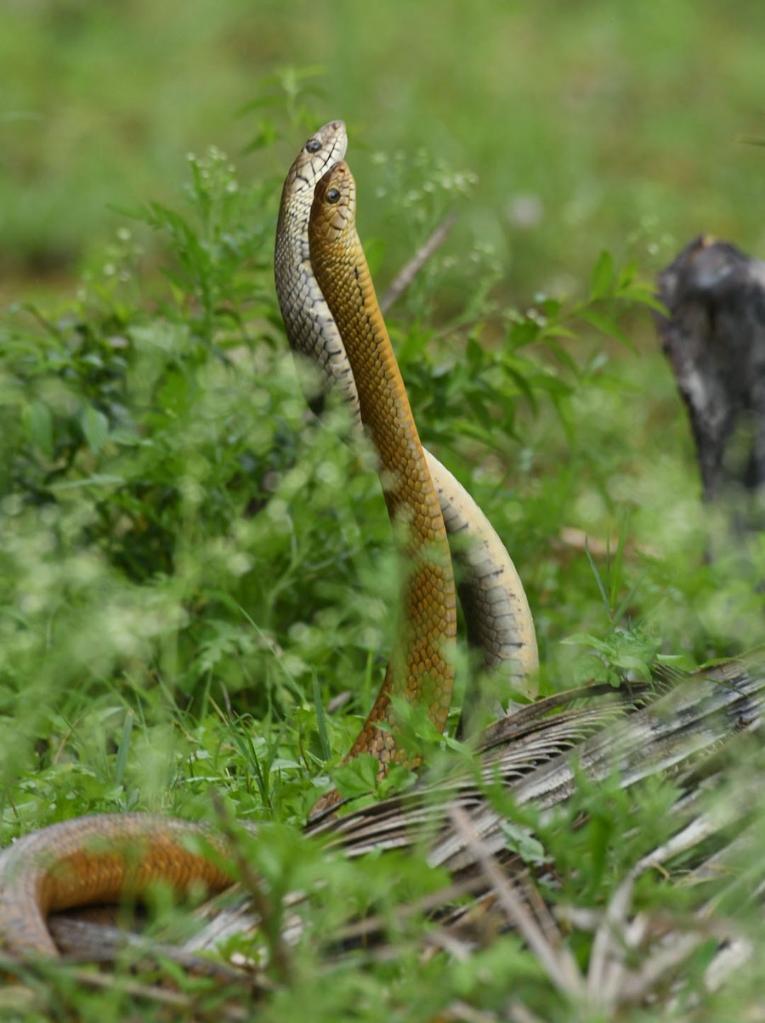 Asia Album: Two male rat snakes in combat dance in India-Xinhua