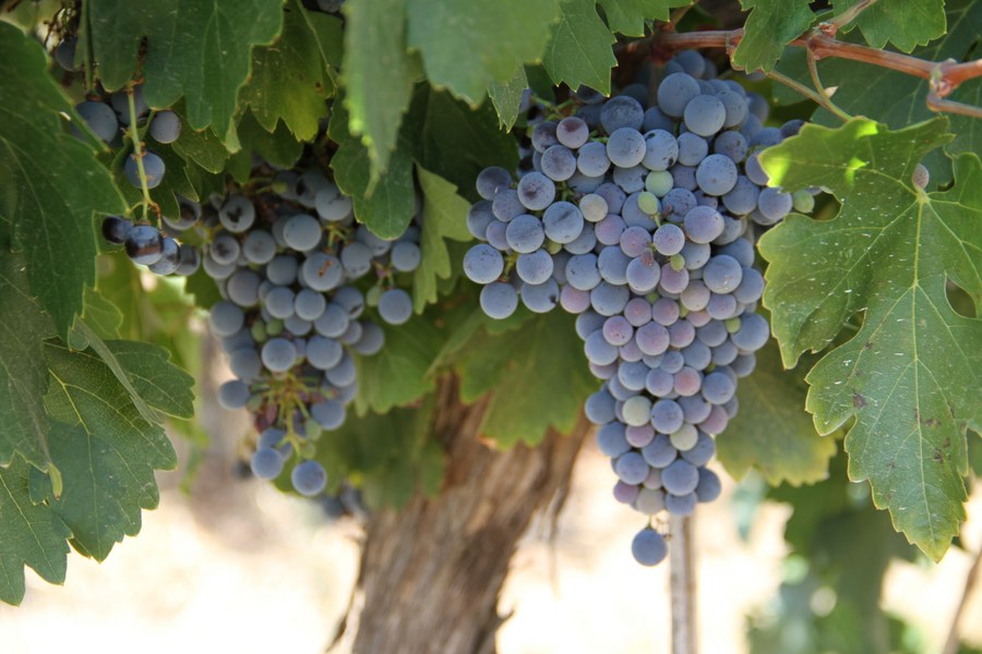 Israeli smart irrigation system helps manage quality, quantity of grape ...