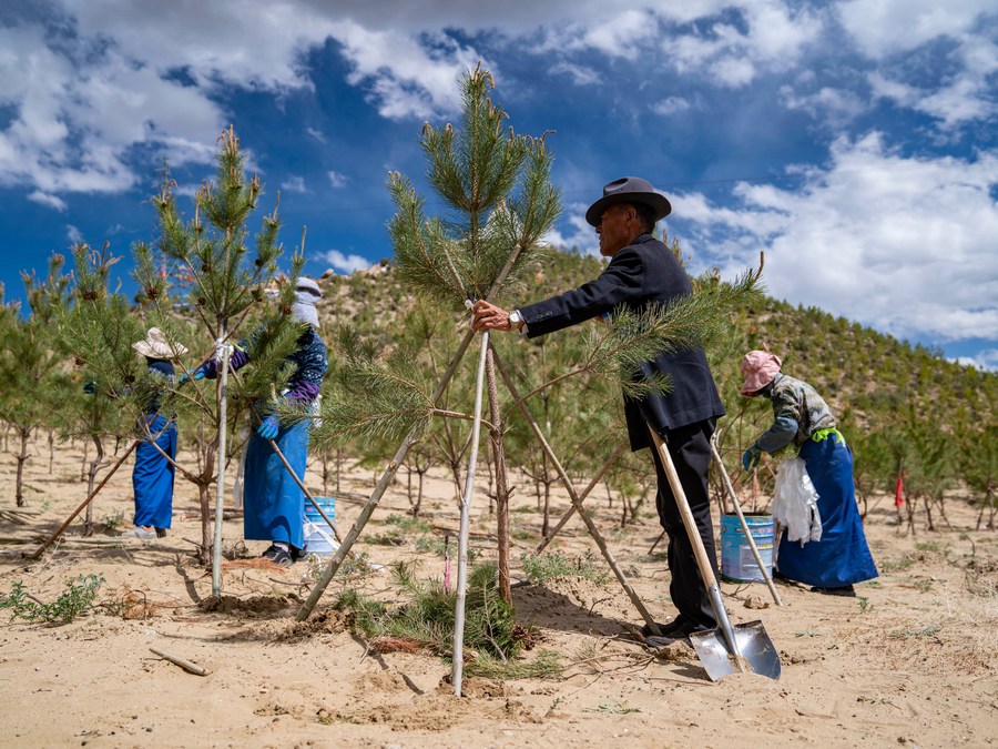 In pics: China sees rising vegetation coverage from 2000 to 2021: blue ...