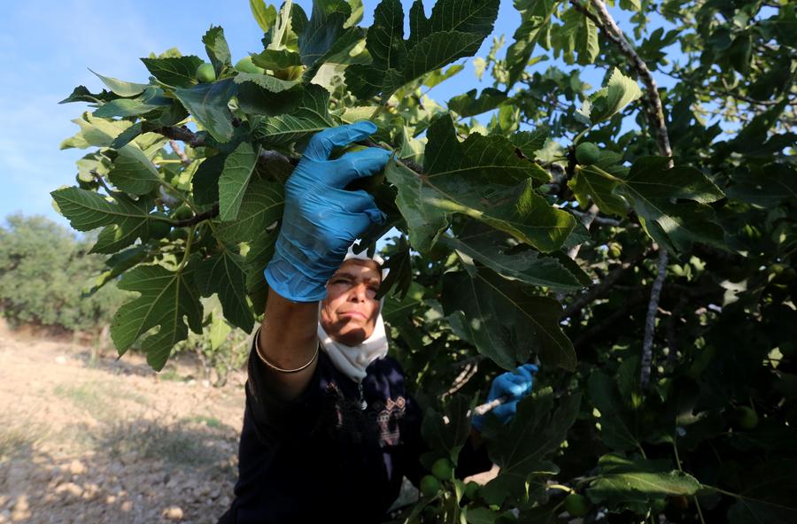 Mideast in Pictures: Palestinian farmers embrace harvest season of figs ...
