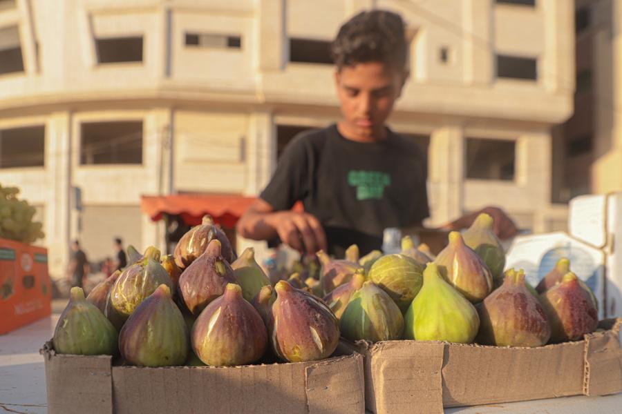 Mideast in Pictures: Palestinian farmers embrace harvest season of figs ...