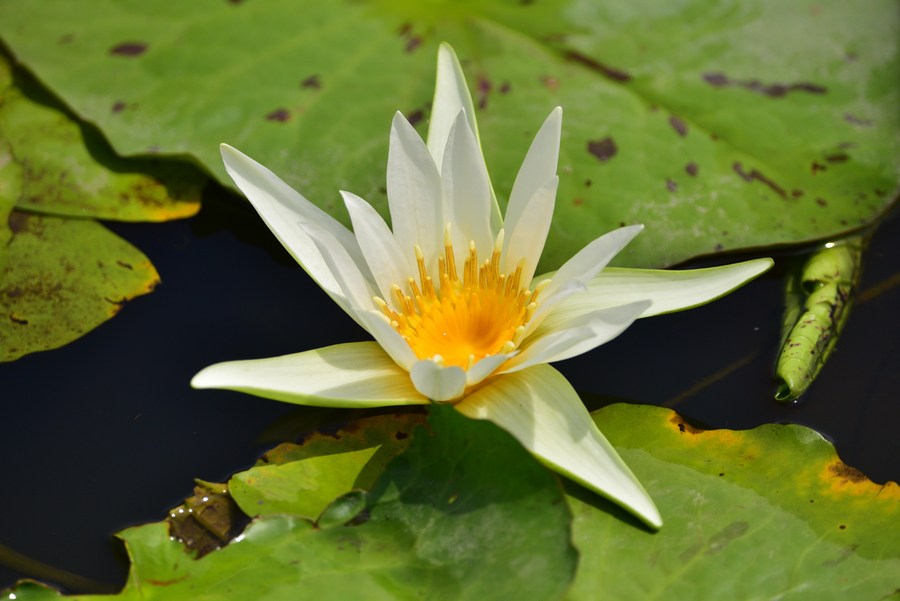Asia Album: Summer pond in northeast India-Xinhua