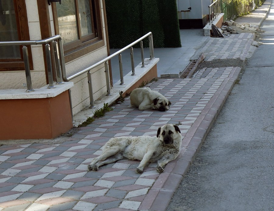 In Türkiye, stray dog attacks prevention app forced to close amid ...
