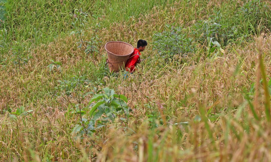Asia Album: Harvest season in Bangladesh's Chattogram-Xinhua