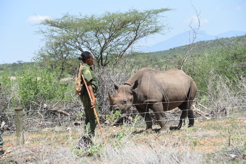 WWF says Kenya making progress in protecting iconic species from ...