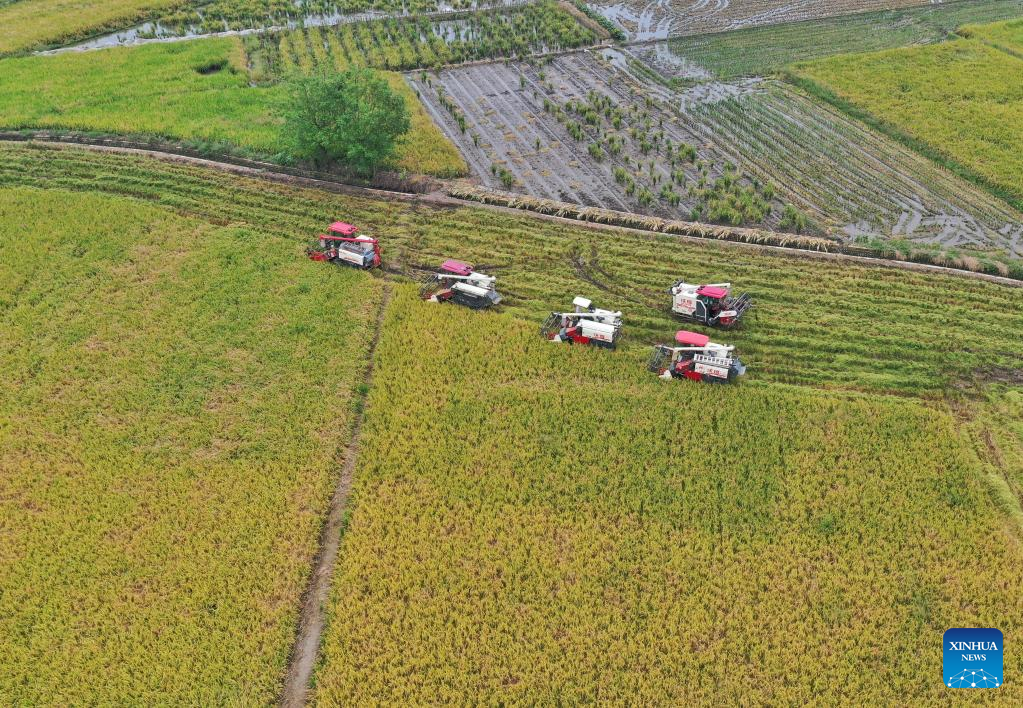 Paddy rice harvested in Chongzhou, Sichuan-Xinhua