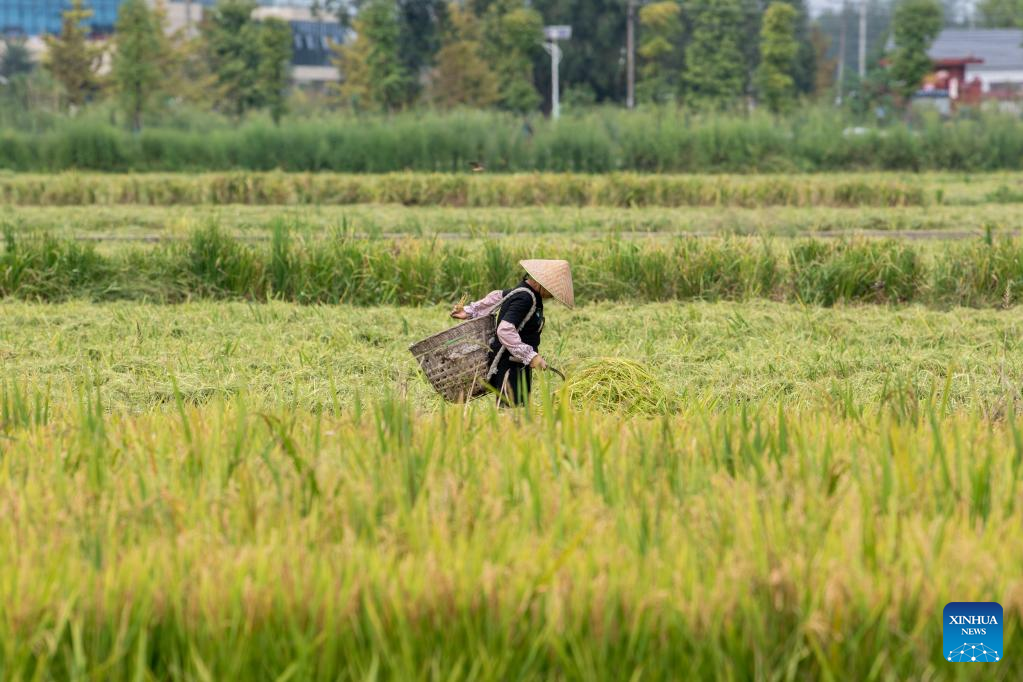 Paddy rice harvested in Chongzhou, Sichuan-Xinhua