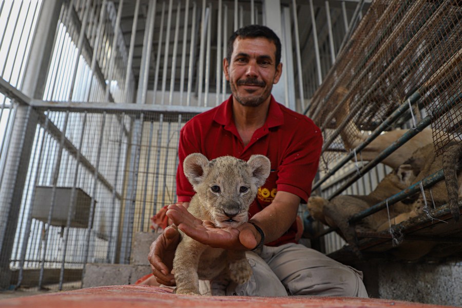 Mideast in Pictures: Gaza zoo welcomes 3 newborn lion cubs-Xinhua