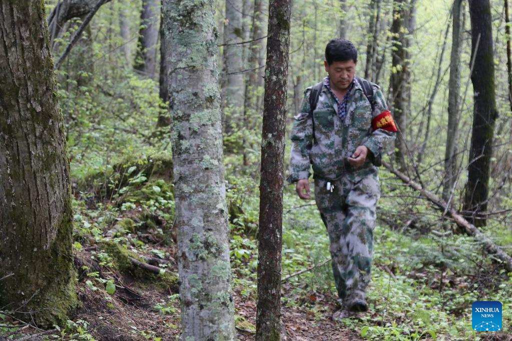 Across China: Former logger becomes forest guardian-Xinhua