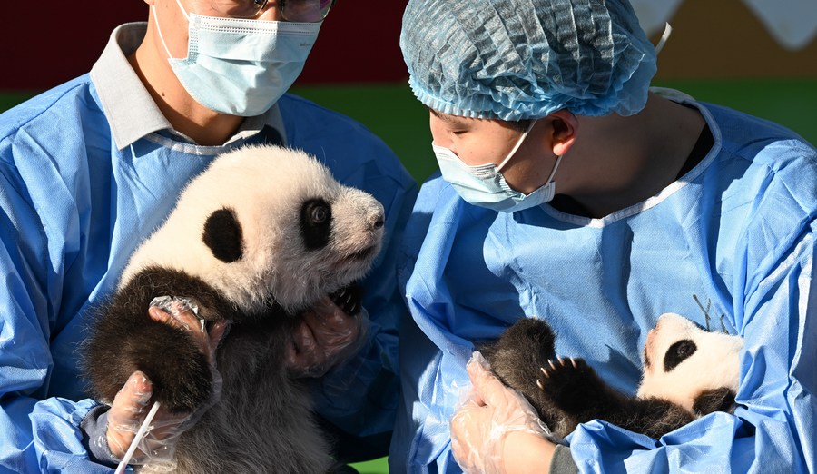 Newborn giant panda cubs meet public in Chengdu, SW China-Xinhua